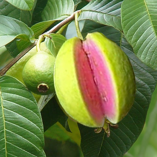 Guava oil – Silk Route